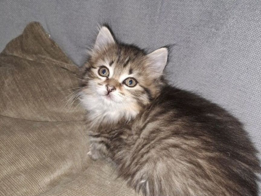 Котенок девочка