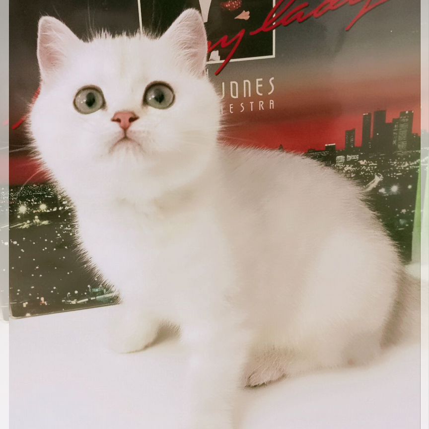 Британские котята