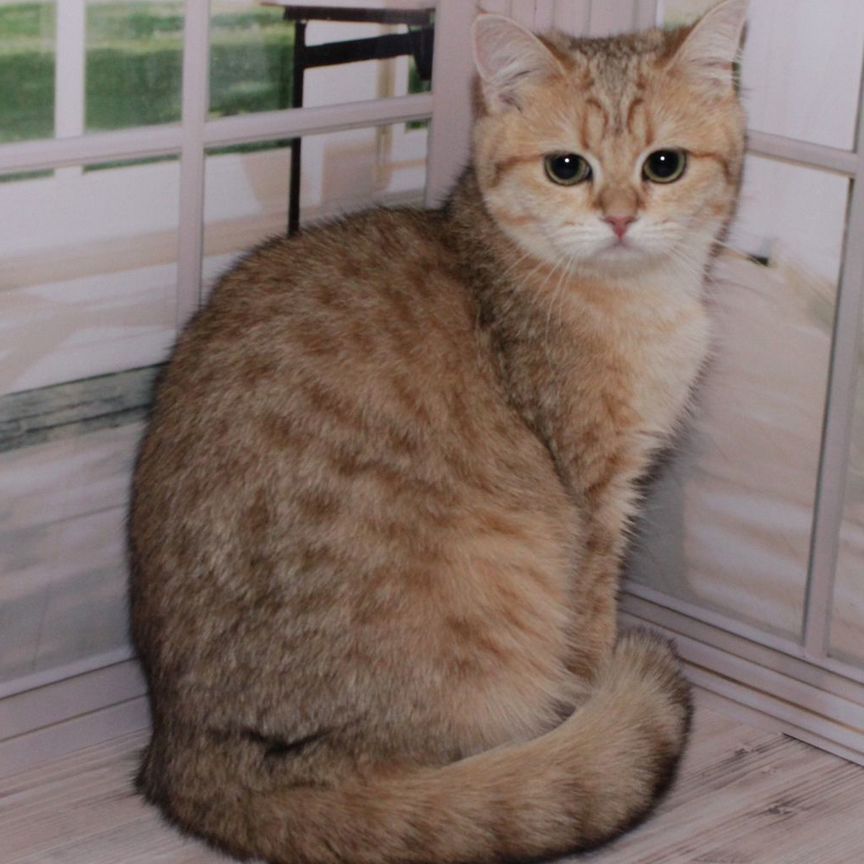 Британский короткошёрстный котёнок