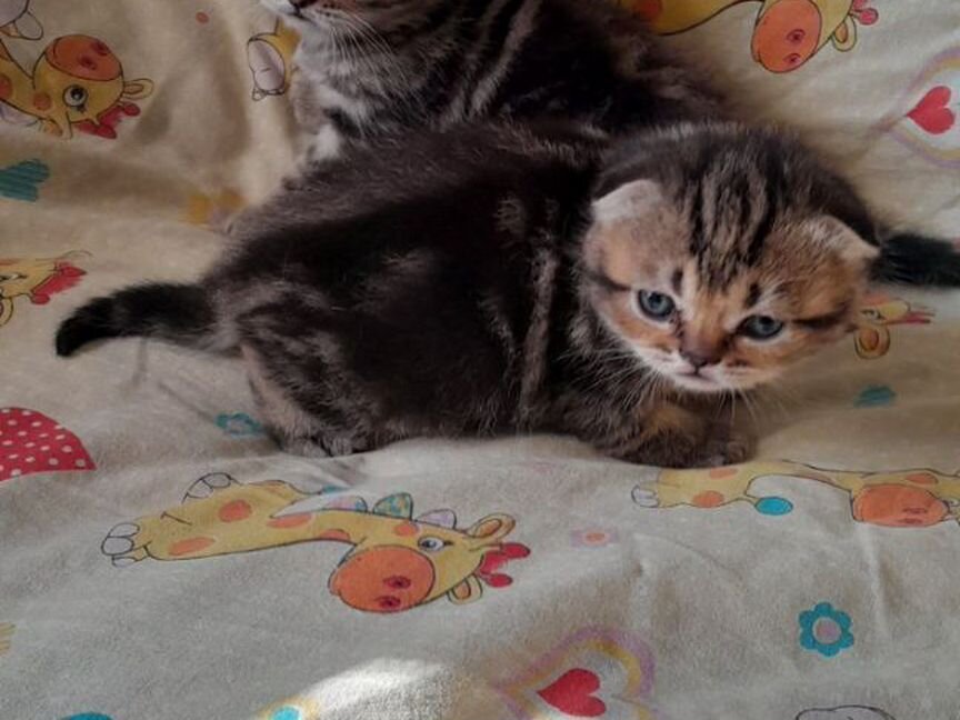 Кошки