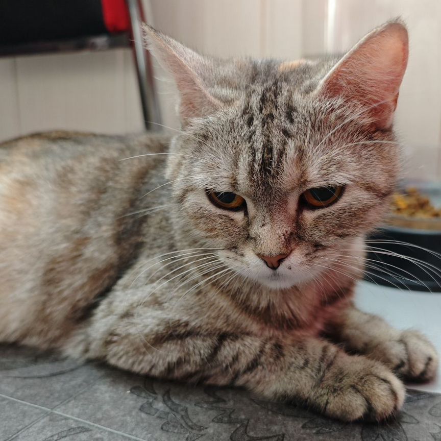 Взрослая, кошка в добрые руки