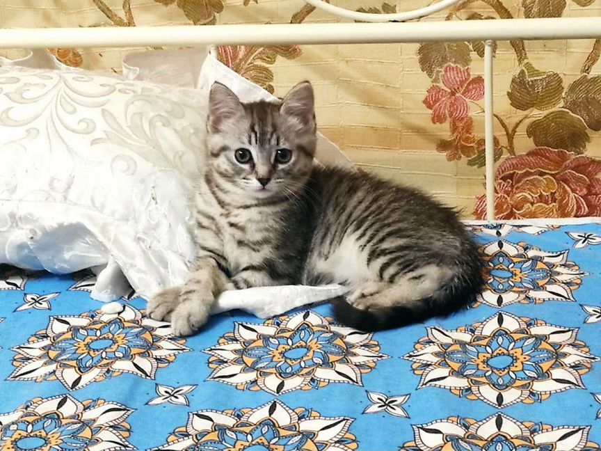 Котёнок Лора