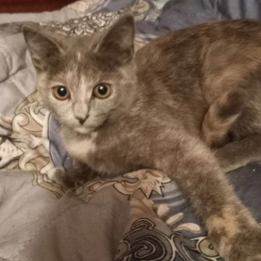 Девчушка 2.5 мес в семью