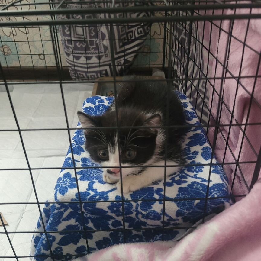 Котёнок в добрые руки