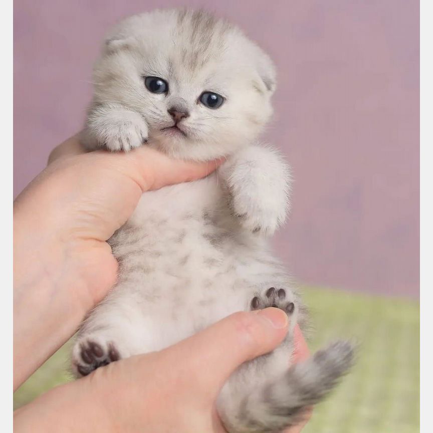 Шотландские котята
