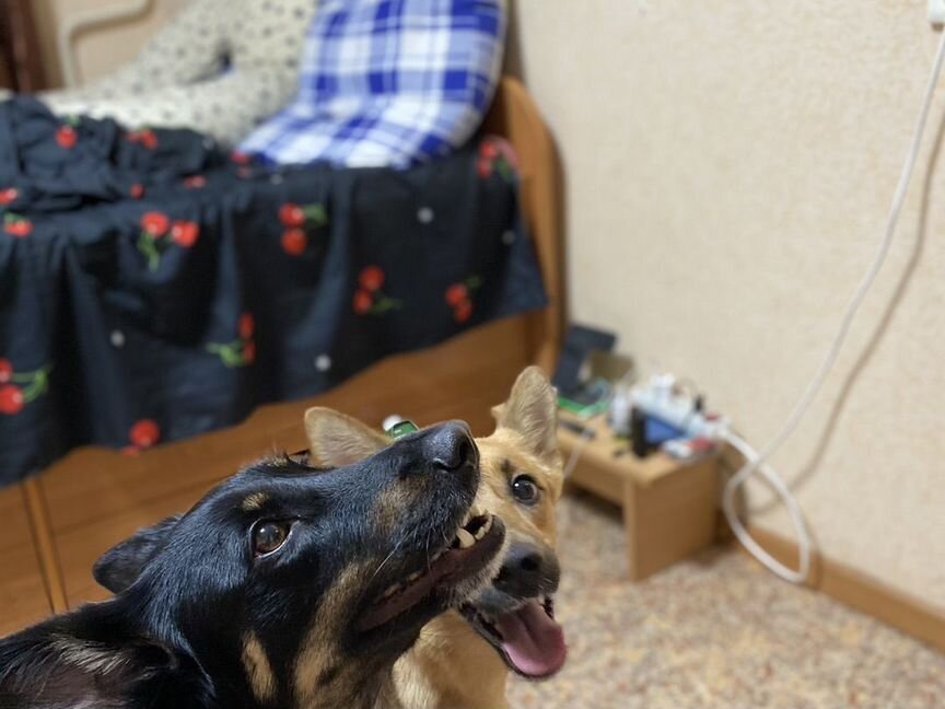 Собака в добрые руки