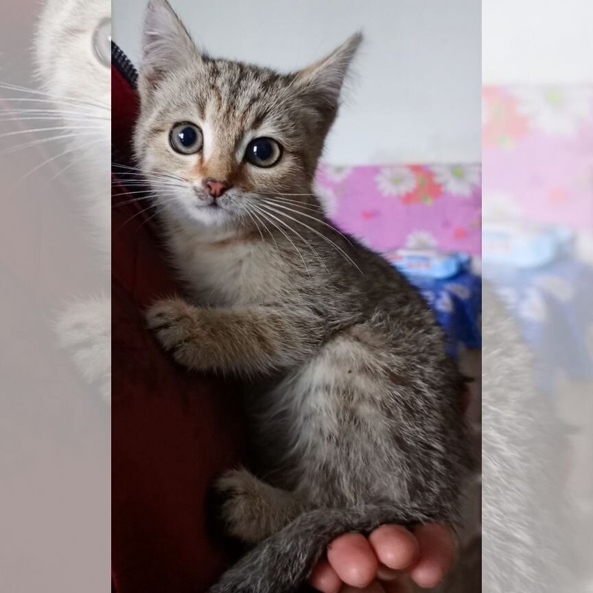 Котёнок в добрые руки