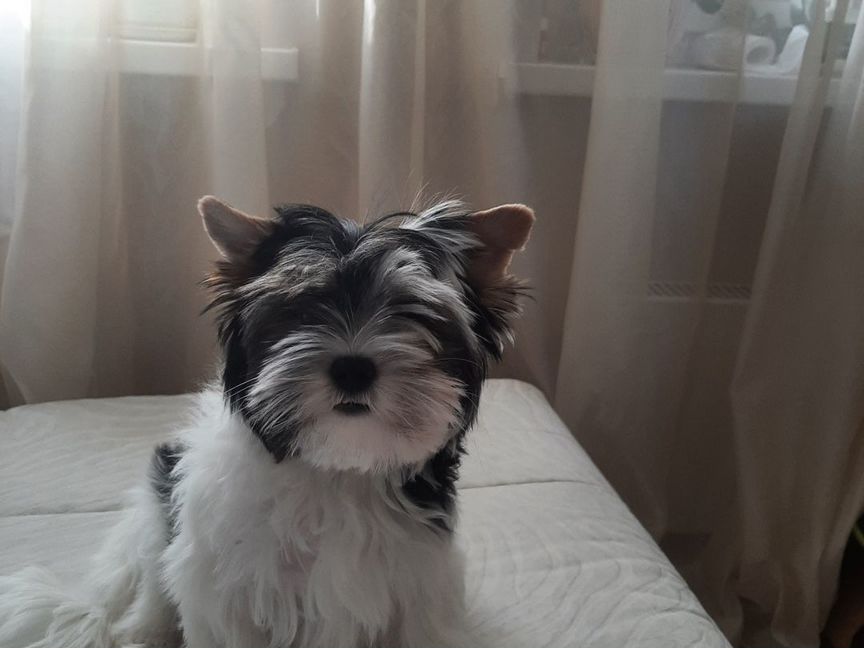 Бивер-йорк мальчик