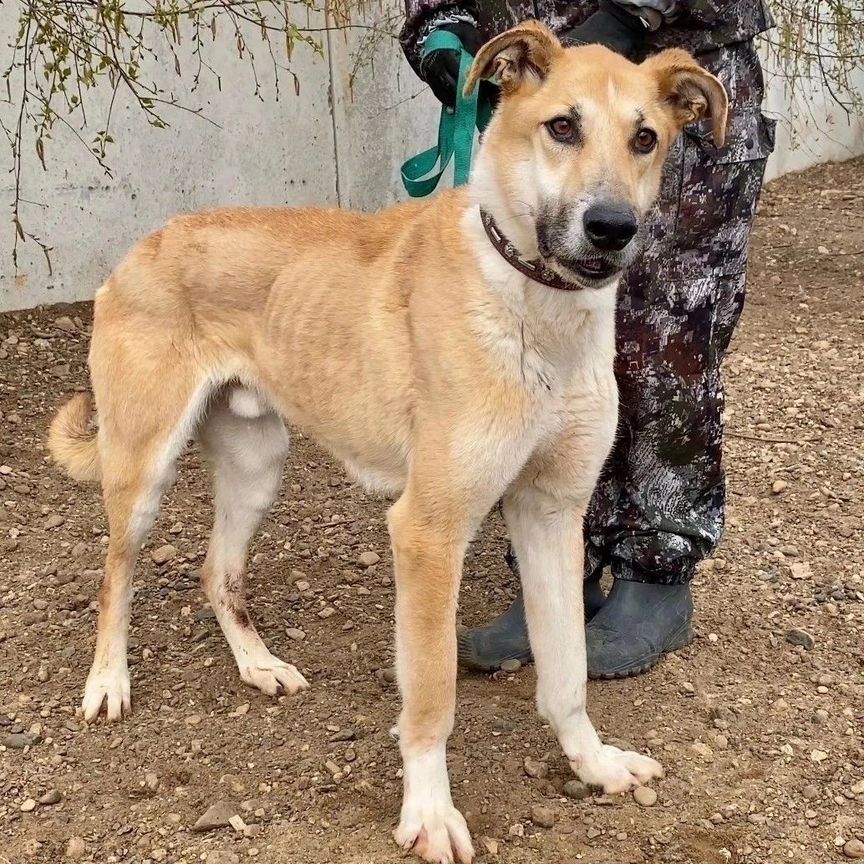 Собака в дом Гриша