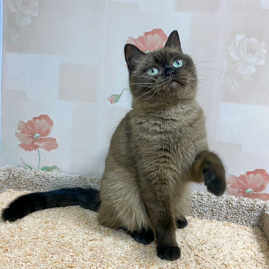 Шоколадка в дар