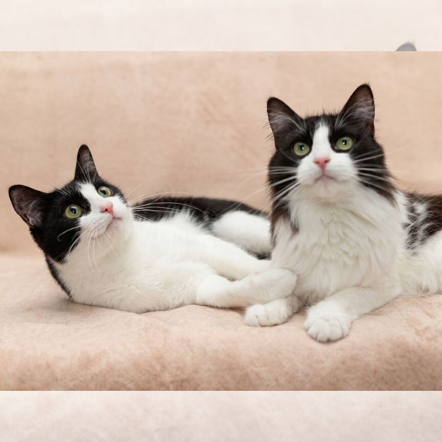 Взрослый кот в добрые руки