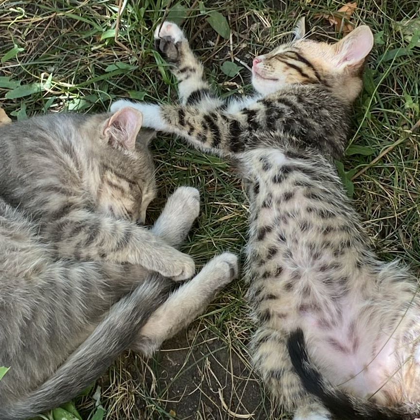 Котята в добрые руки