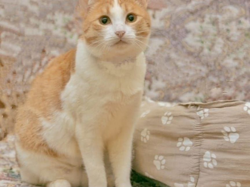 Хорошенькая кошечка, стерелизованная, с прививками