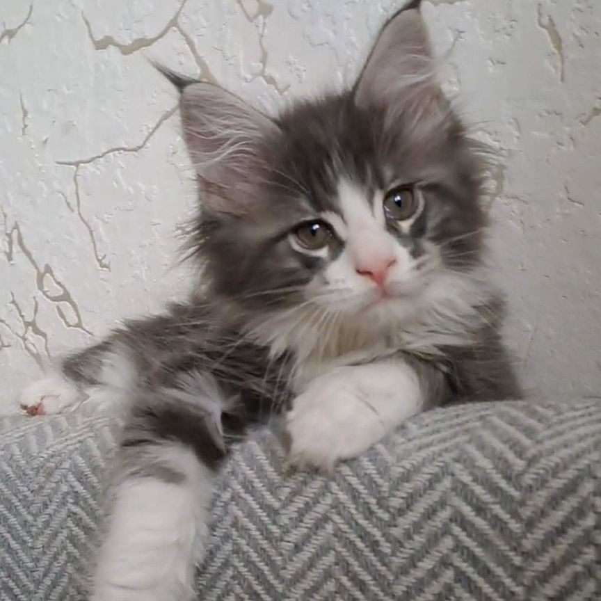 Котята Мейн-кун