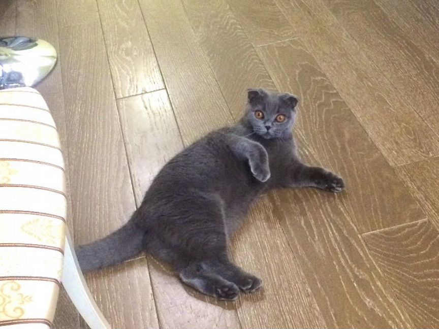 Шотландская вислоухая кошка