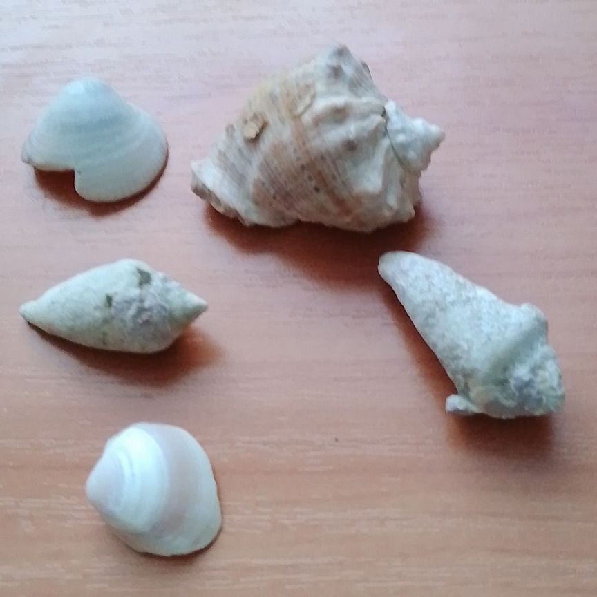 Морские ракушки морские ракушки 5 шт