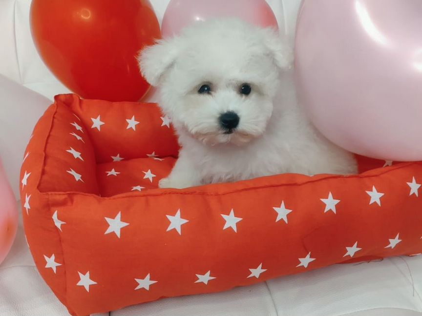 Бишон фризе super мальчик