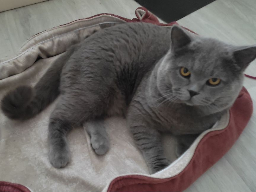 Британская Вязка