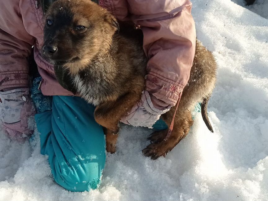 Щенки восточноевропейской овчарки