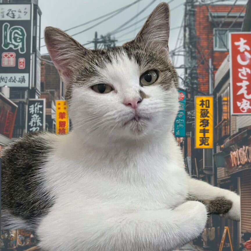 Ласковая кошка в добрые руки