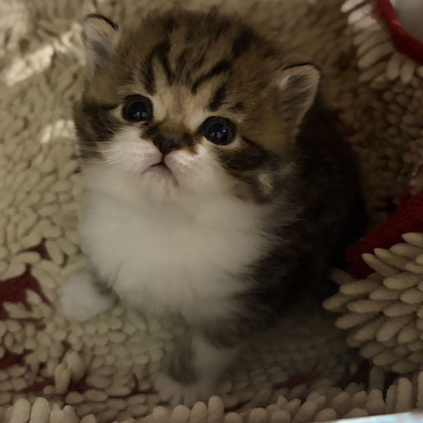 Шотландский прямоухий короткошёрстный котёнок