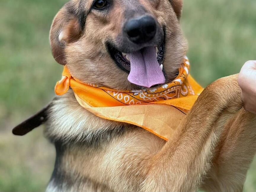 Флора- милашка из приюта ищет дом