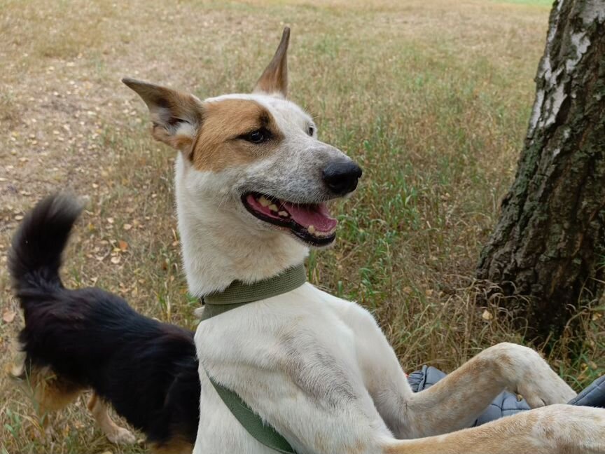 Собака в добрые руки бесплатно из приюта ищет дом