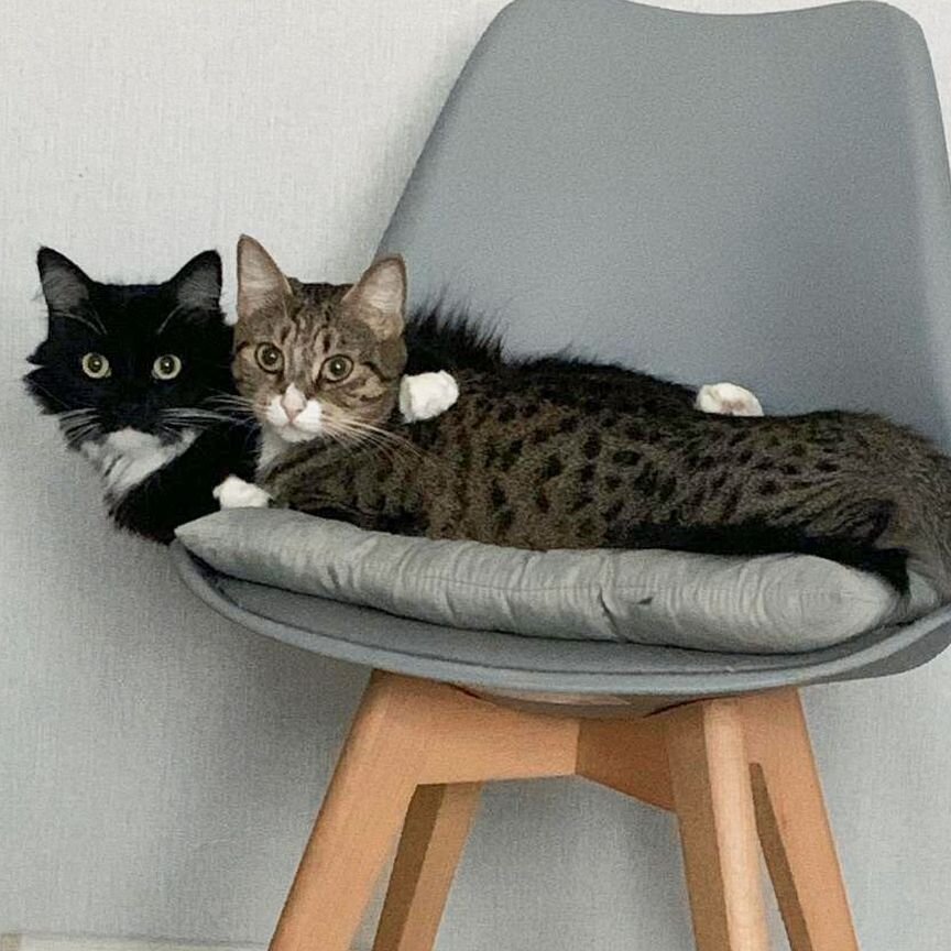 Коты в добрые руки