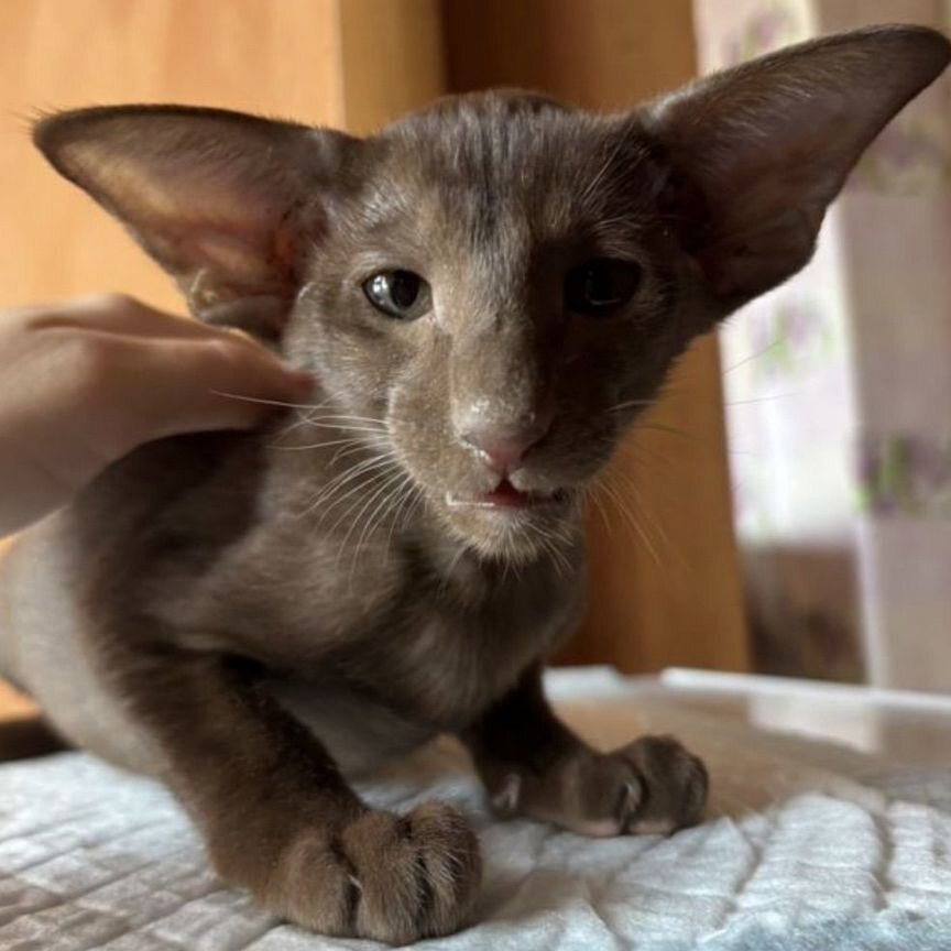 Ориентальные котята
