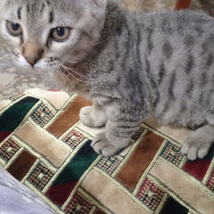 Отдам кошечку в хорошие руки