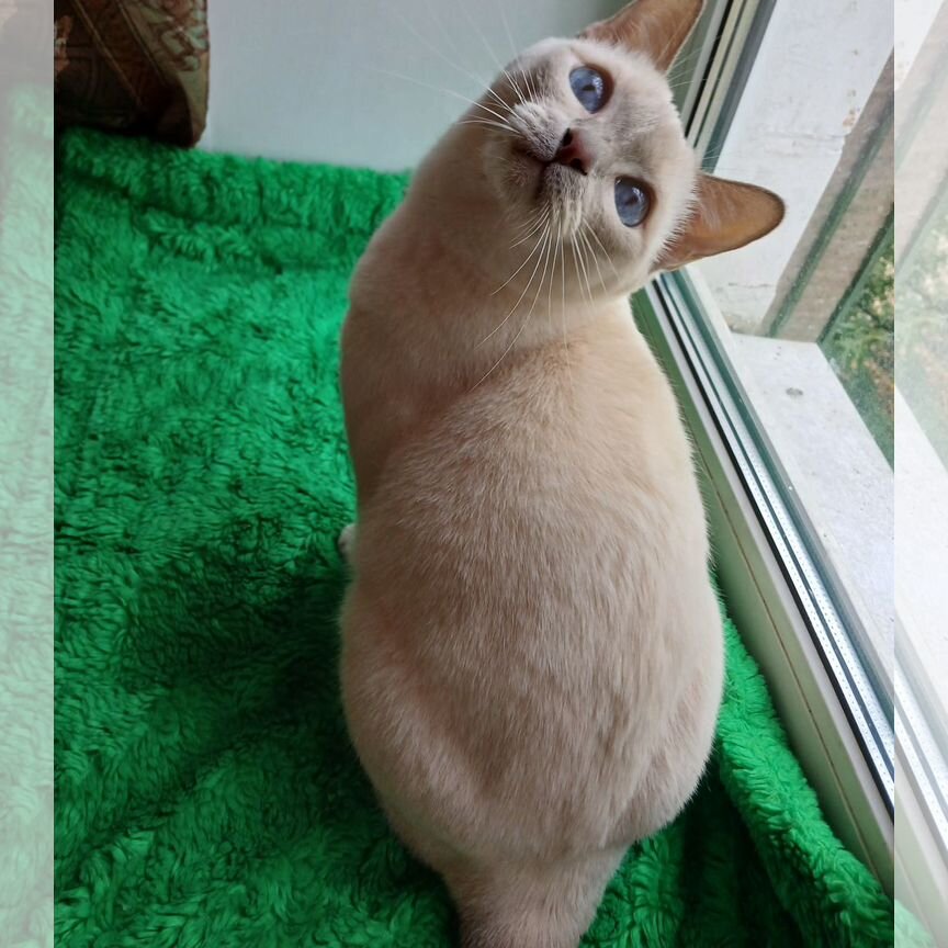 Тонкинез в "добрые руки"