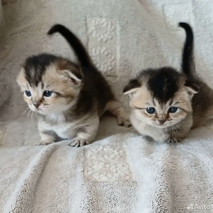 Коротколапые детки