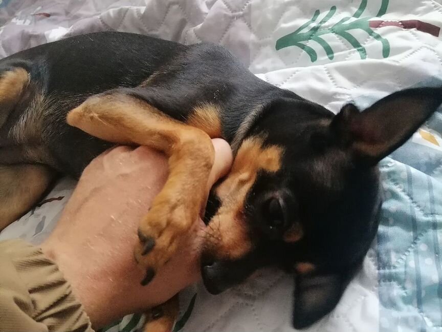 Собаки щенки той-терьер