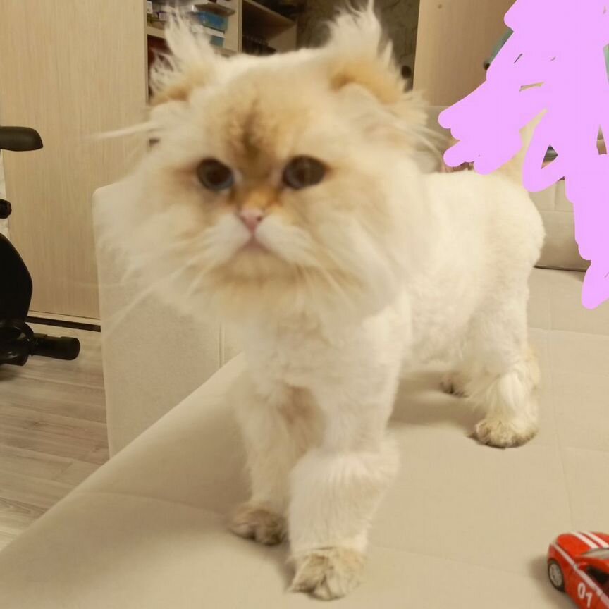 Шотландский вислоухий длинношёрстный котёнок