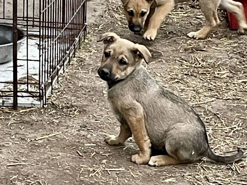 Щенки, мальчики и девочки, в дом и квартиру