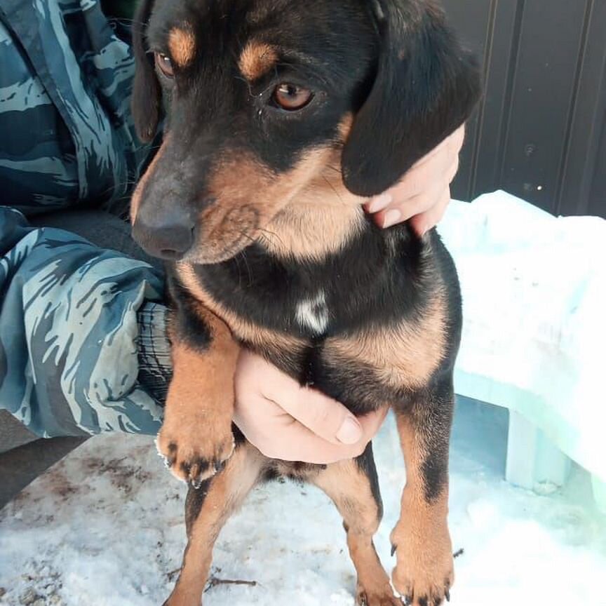 Такса стерилизованная 1,5 года