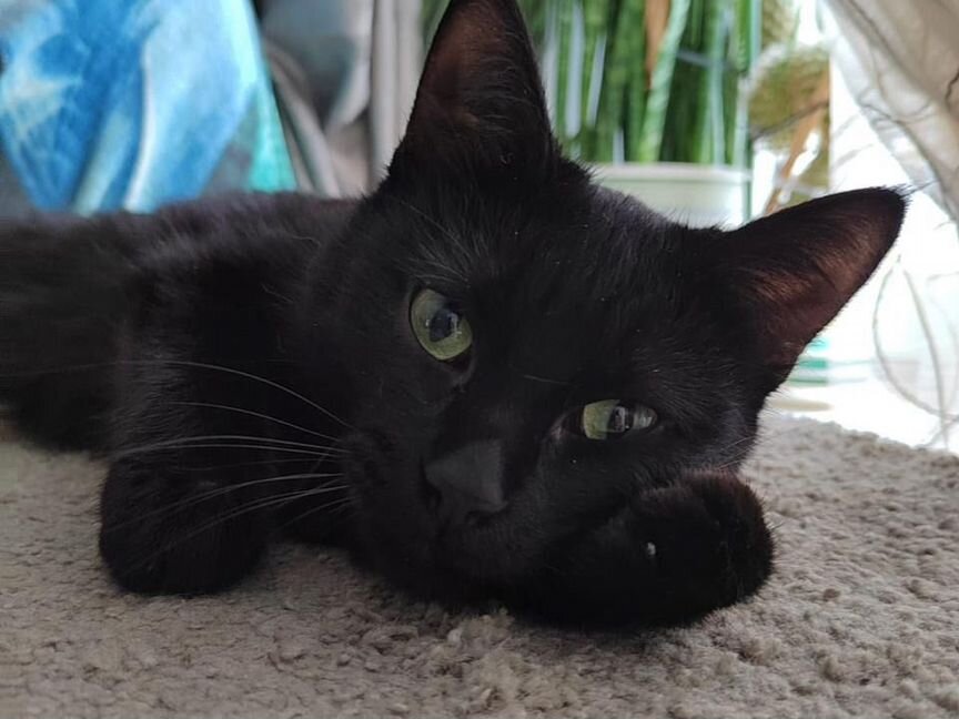Кошка