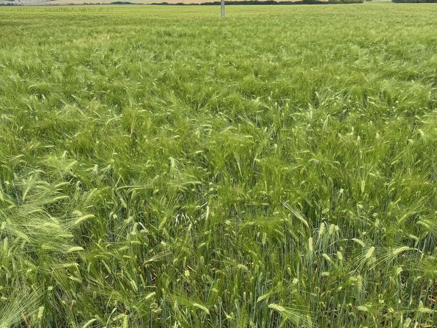 Ячмень яровой