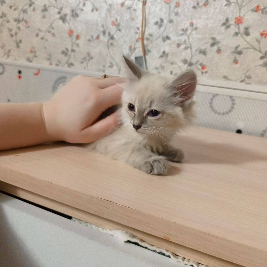 Котята отдам бесплатно