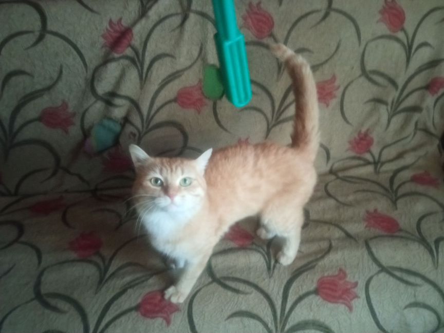 Котик в добрые руки
