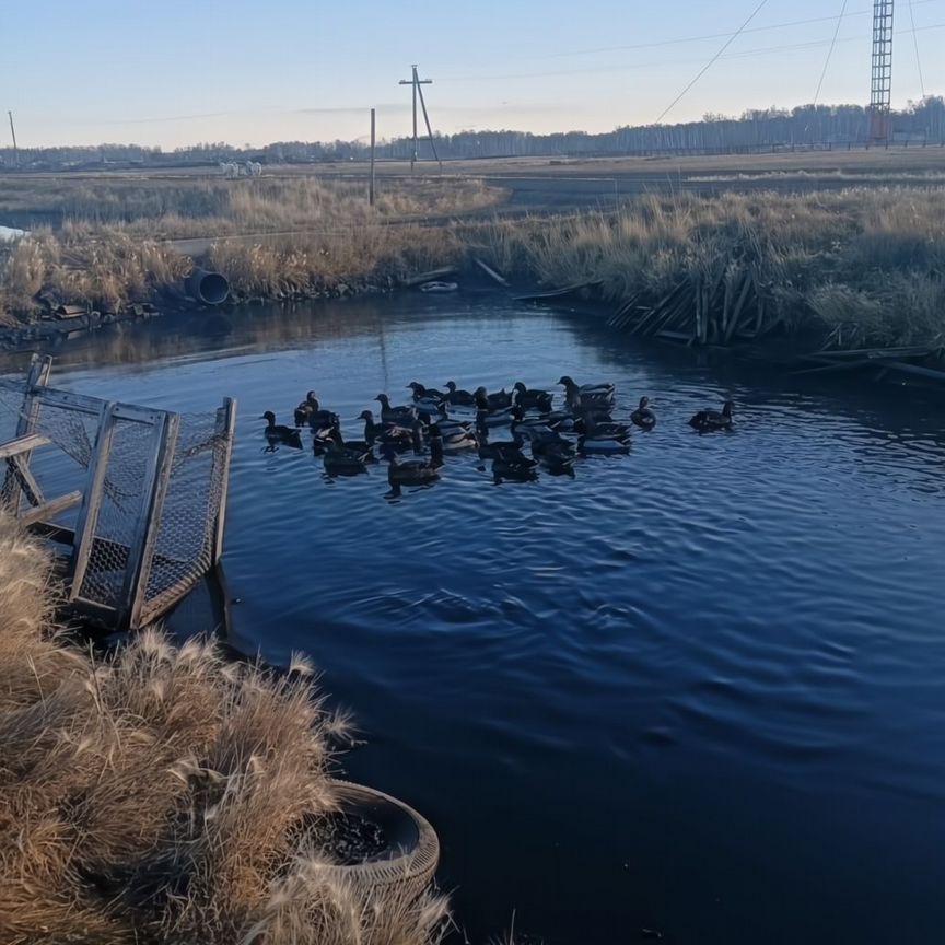 Подсадные утки