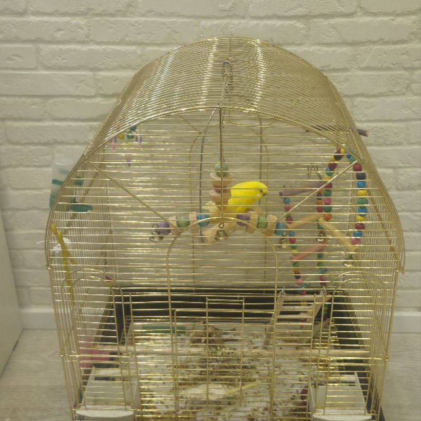 Волнистый попугай с клеткой