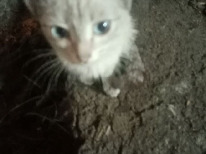 Котята подрощенные