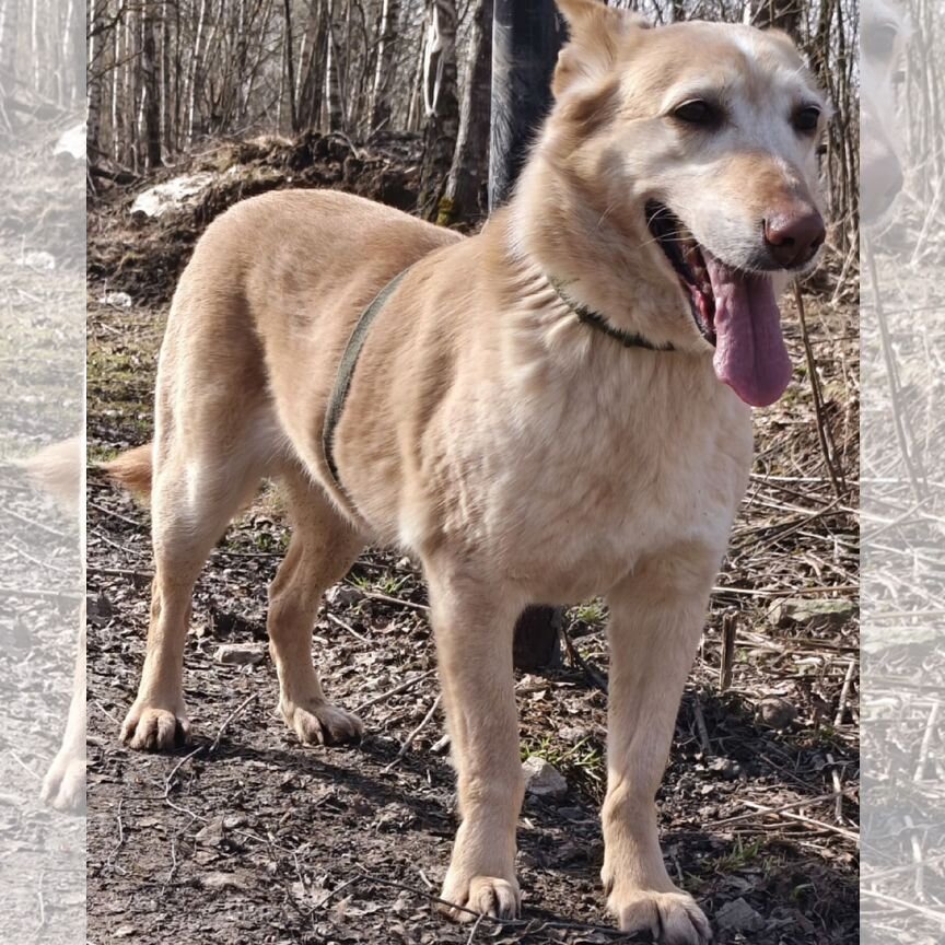 Взрослая собака в добрые руки