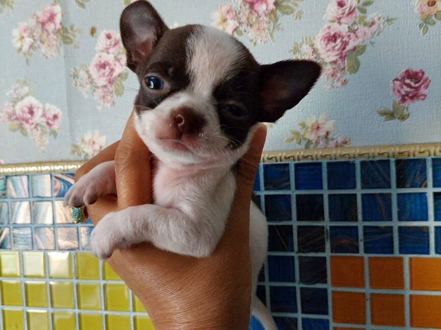 Мини мальчик,девочка