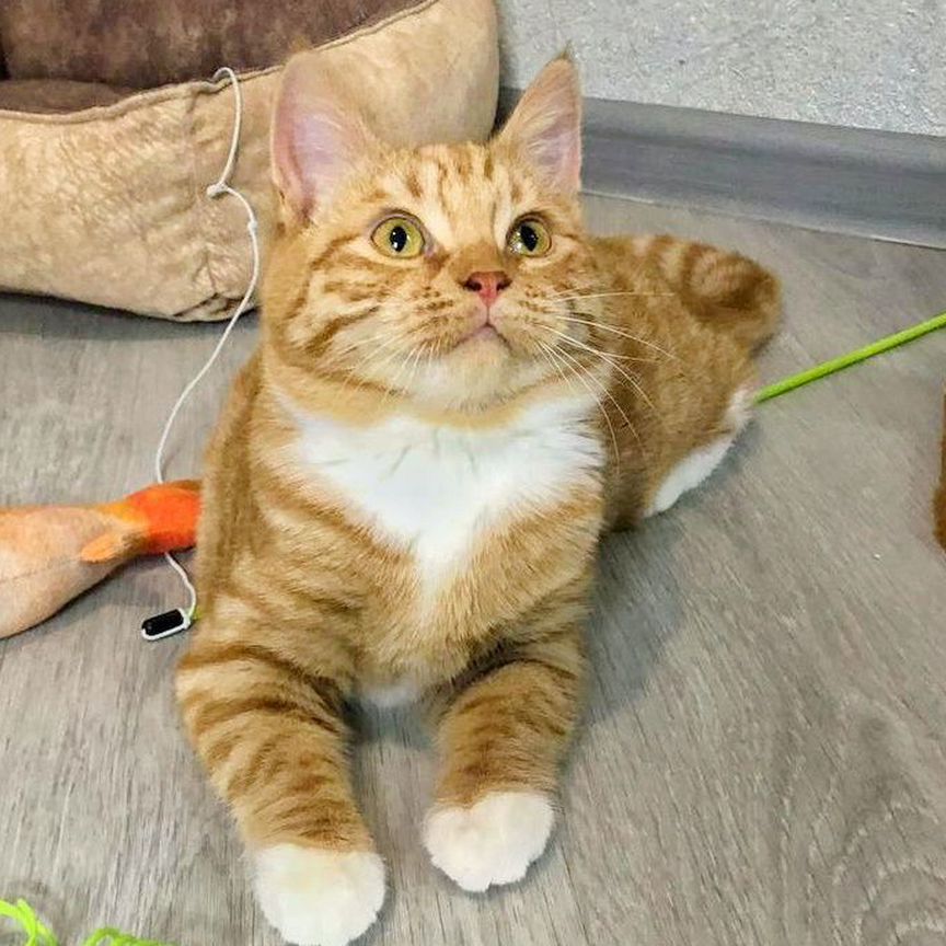 Котёнок в добрые руки