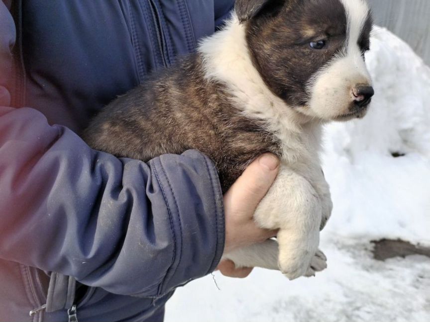 Щенок в добрые руки бесплатно