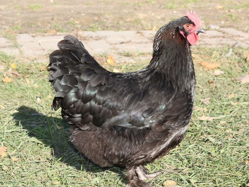 Куры маран и петух лакеданзи