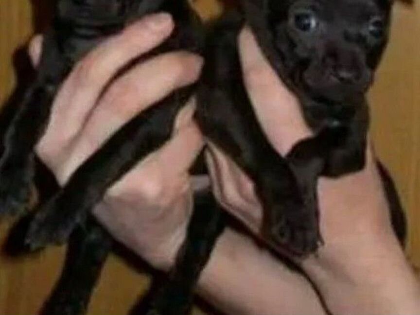 Чернышка мини