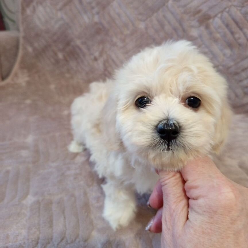 Мальтипу, щенок